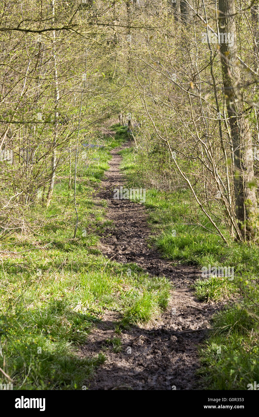 Wood woodland path trees hi-res stock photography and images - Alamy