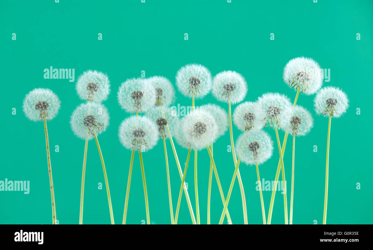 dandelion flower on light green color background, many closeup object ...