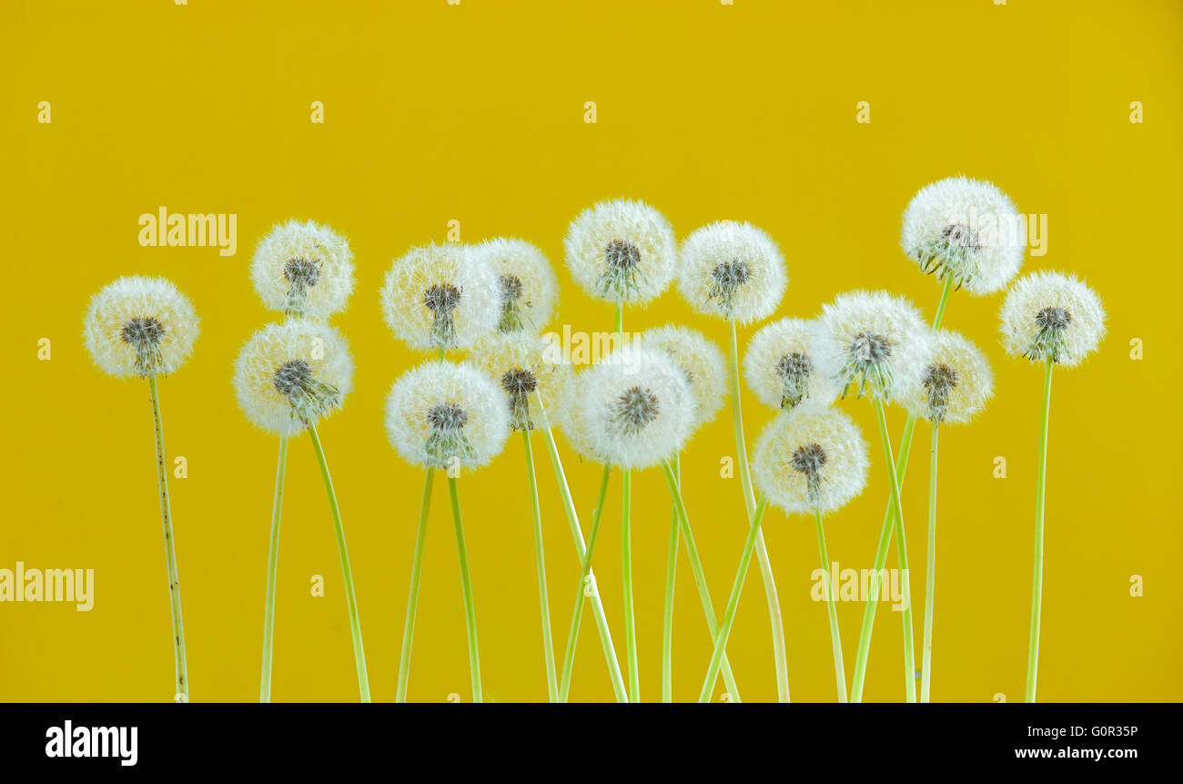 dandelion flower on yellow color background, many closeup object Stock ...