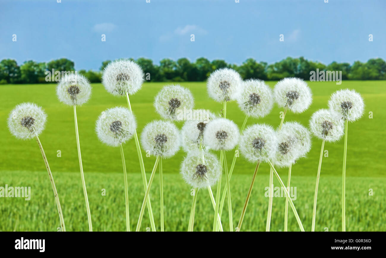 dandelion flower on summer green field background, many closeup object ...