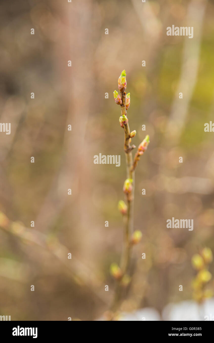 Tree bud hi-res stock photography and images - Alamy
