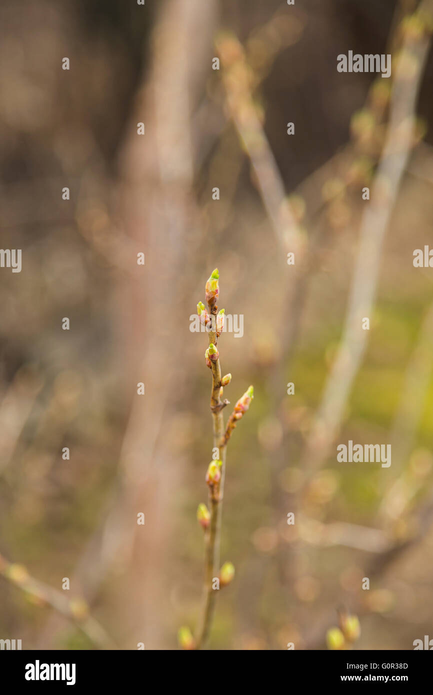 Bud of tree at early spring Stock Photo - Alamy