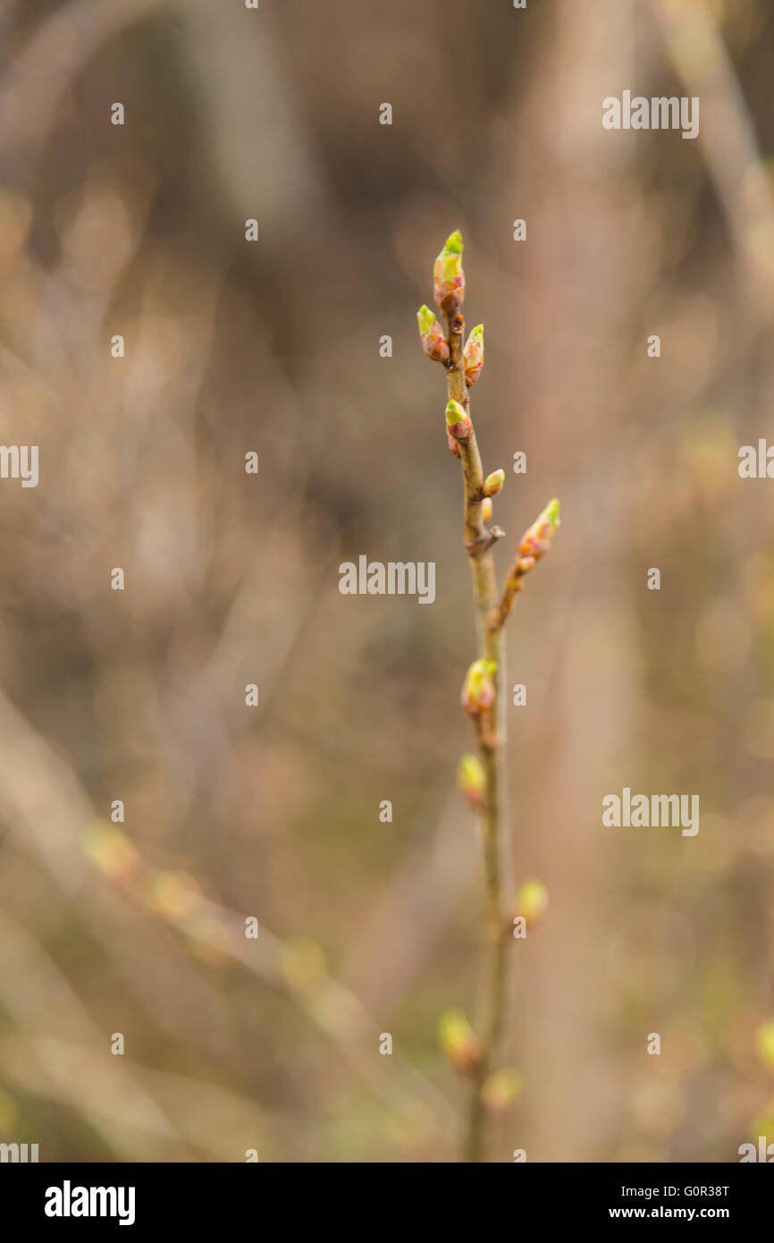 Bud of tree at early spring Stock Photo - Alamy