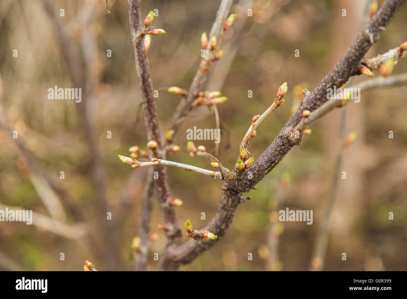 Bud of tree at early spring Stock Photo - Alamy