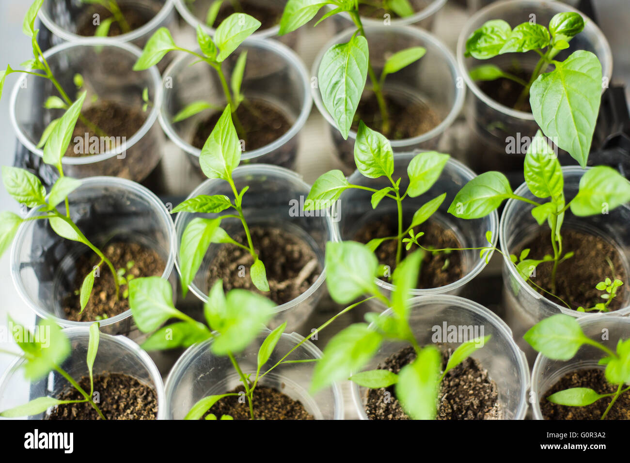 Care young pepper seedlings hi-res stock photography and images - Alamy