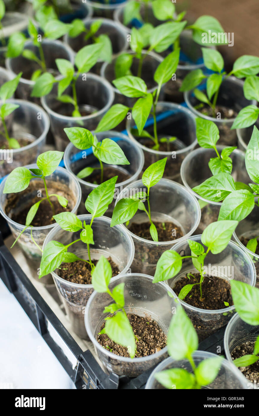 Sprout of green pepper Stock Photo - Alamy