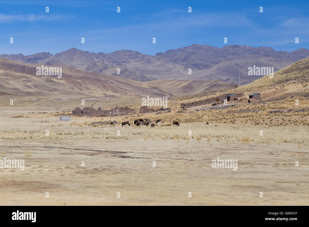 Farm and Cows in Andes mountains, Peru Stock Photo - Alamy