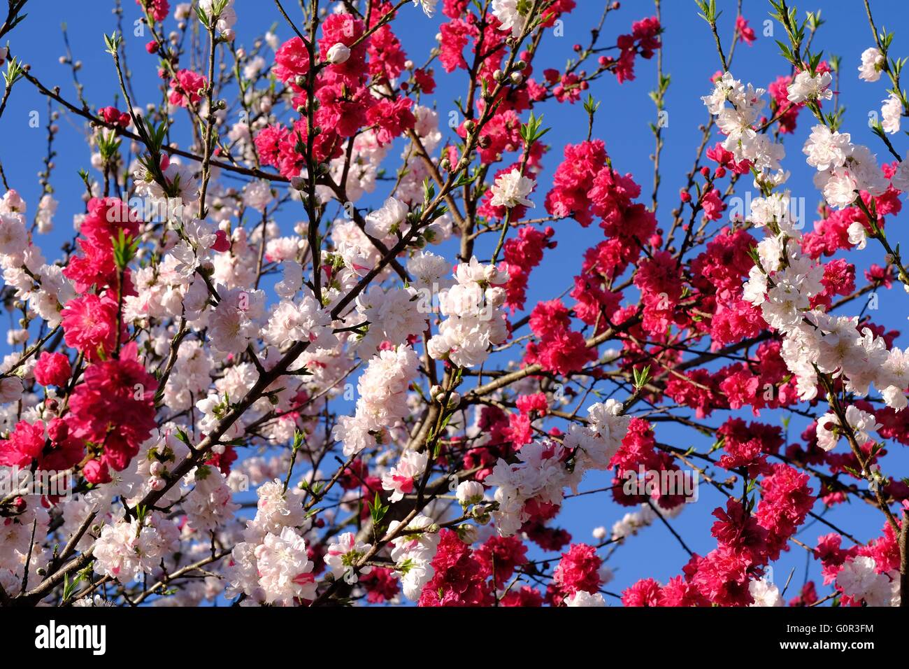 Peppermint tree hi-res stock photography and images - Alamy