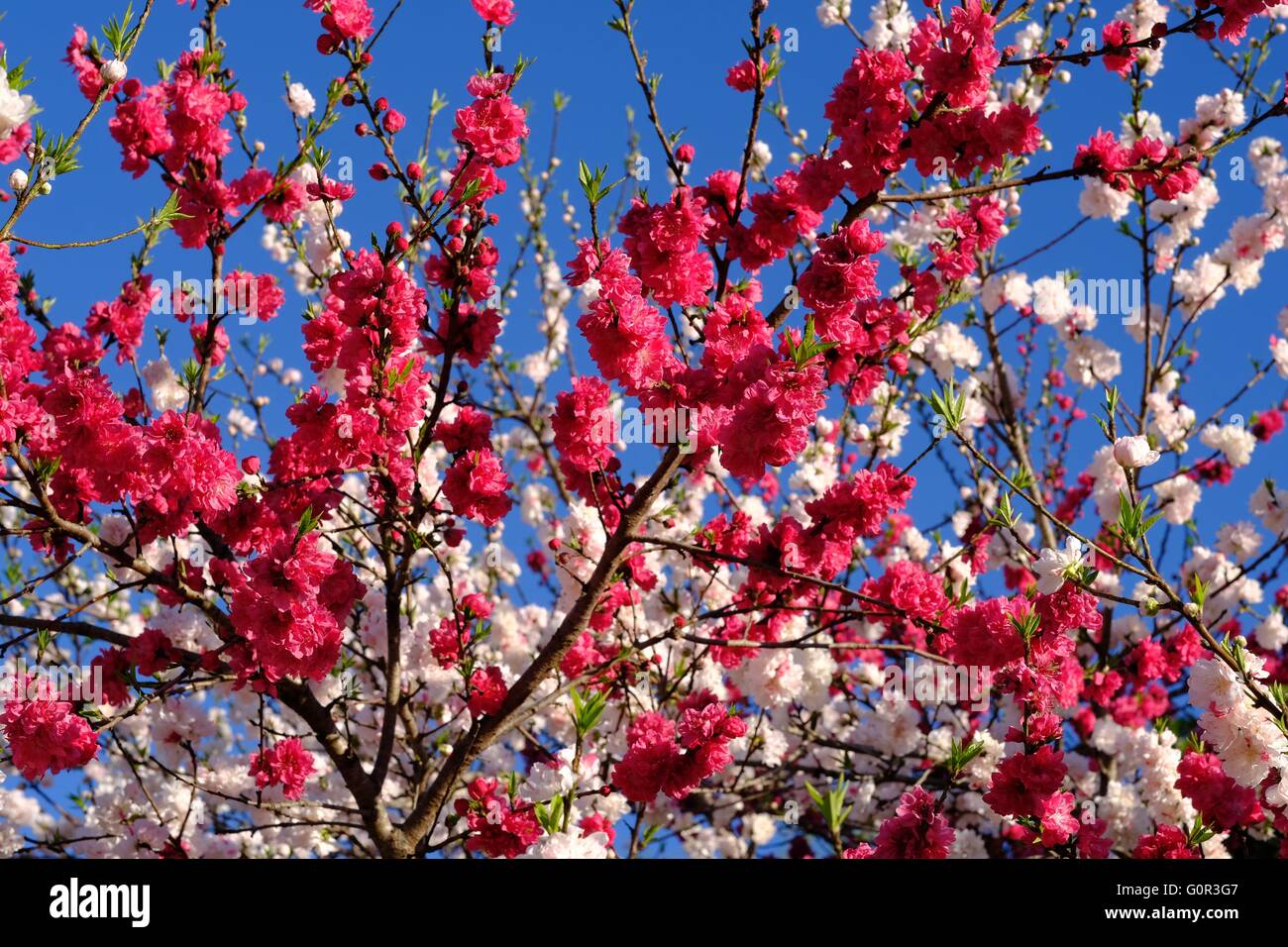 Peppermint tree pictured against blue sky Stock Photo - Alamy