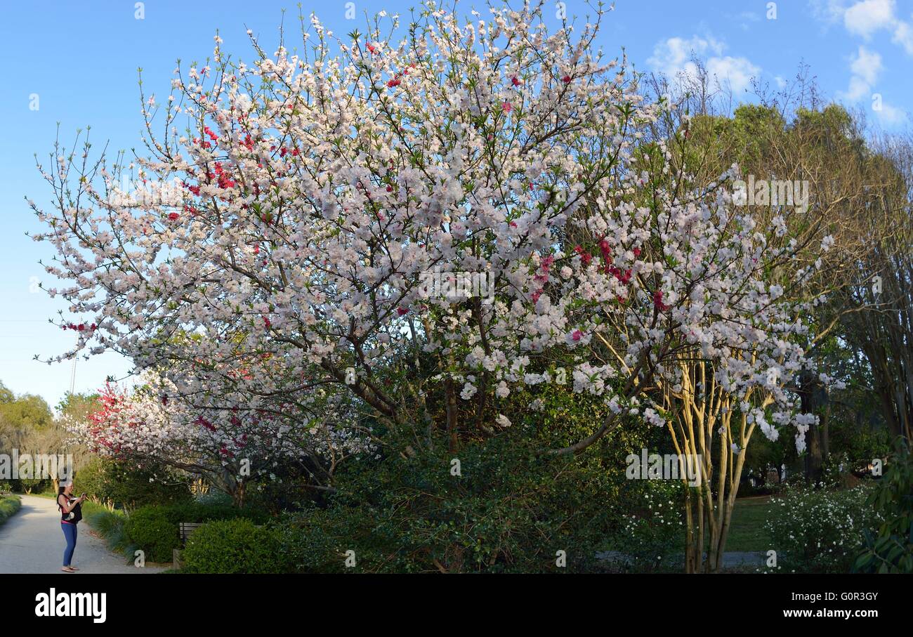 Peppermint tree hi-res stock photography and images - Alamy