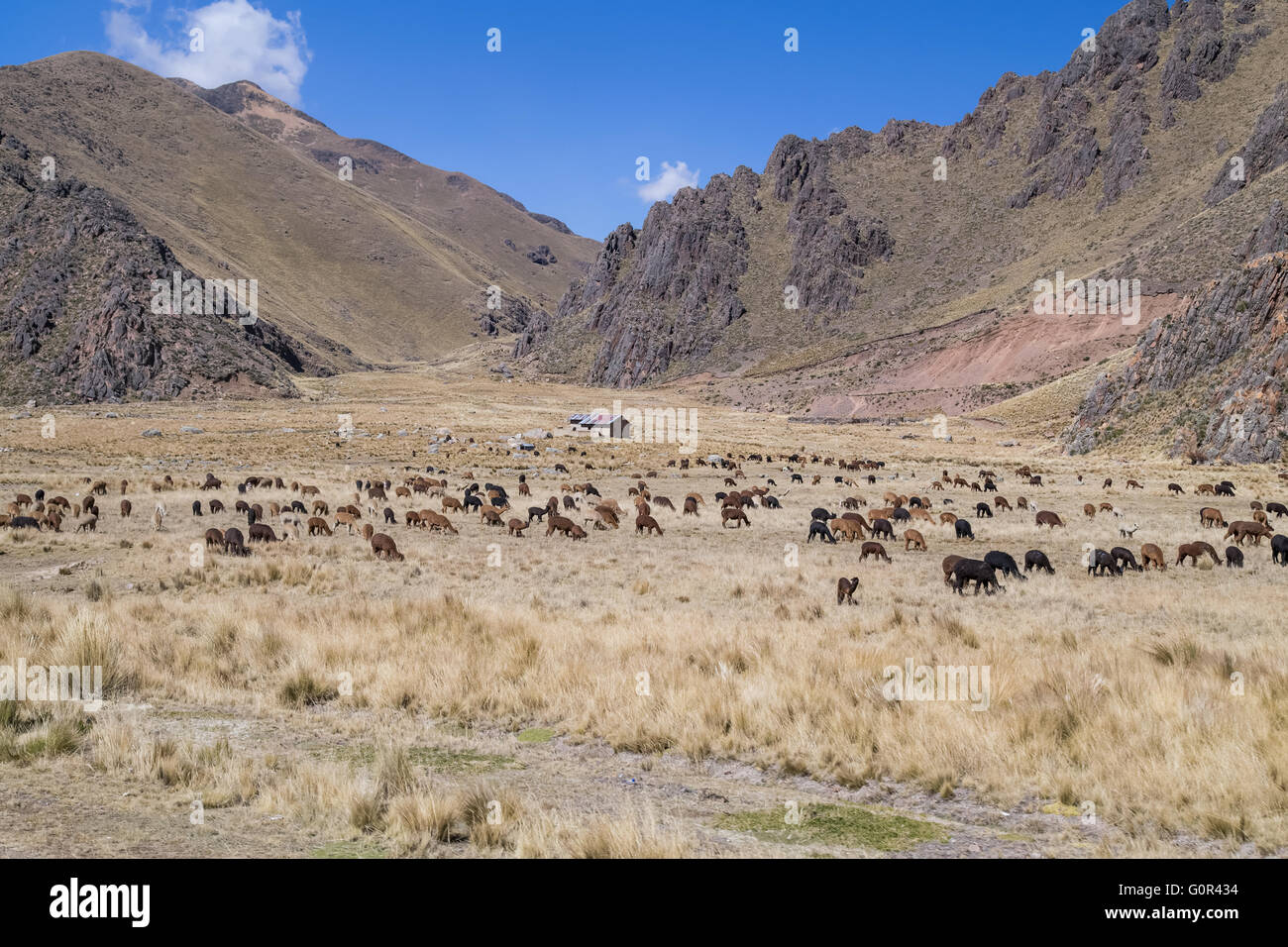 Farm and herd of Llamas and Alpacas in Andes Mountains, Peru Stock ...