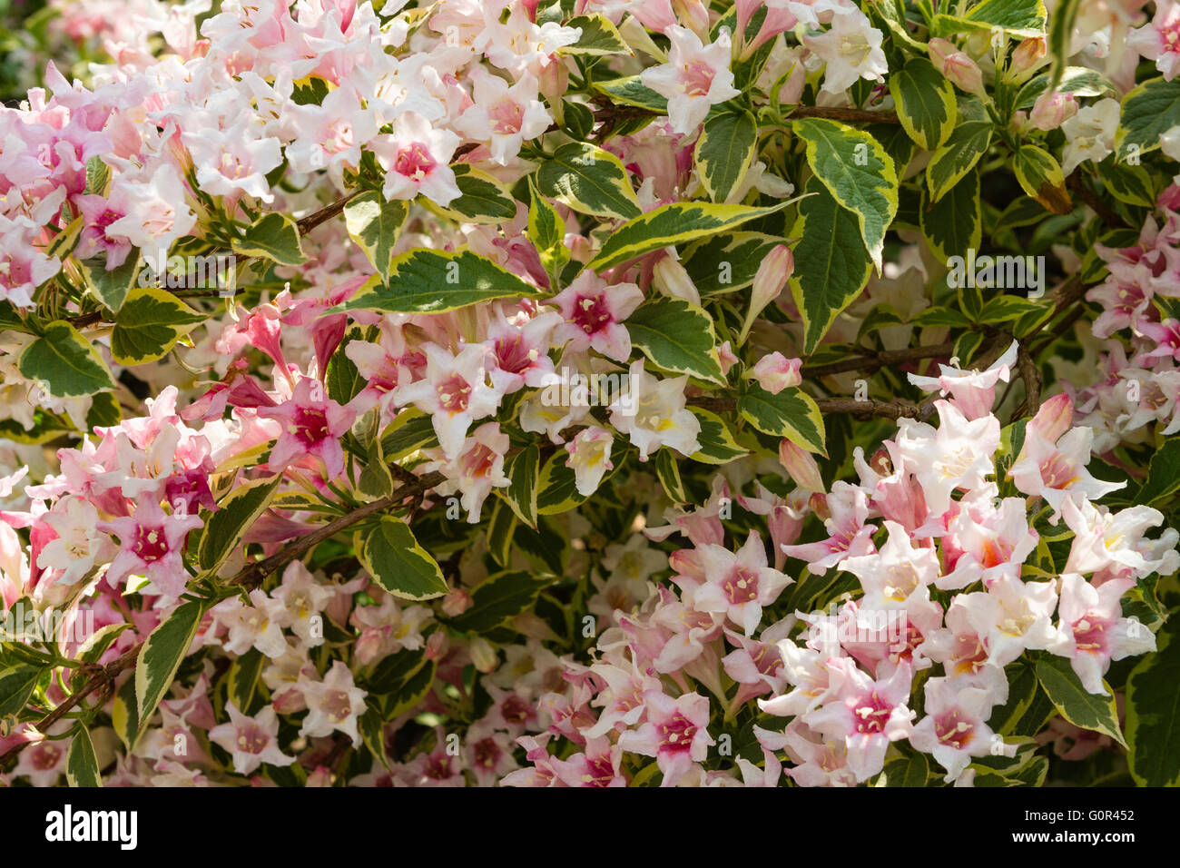 The weigela shrub (aka weigelia, wygela,) produces beautiful pink and ...
