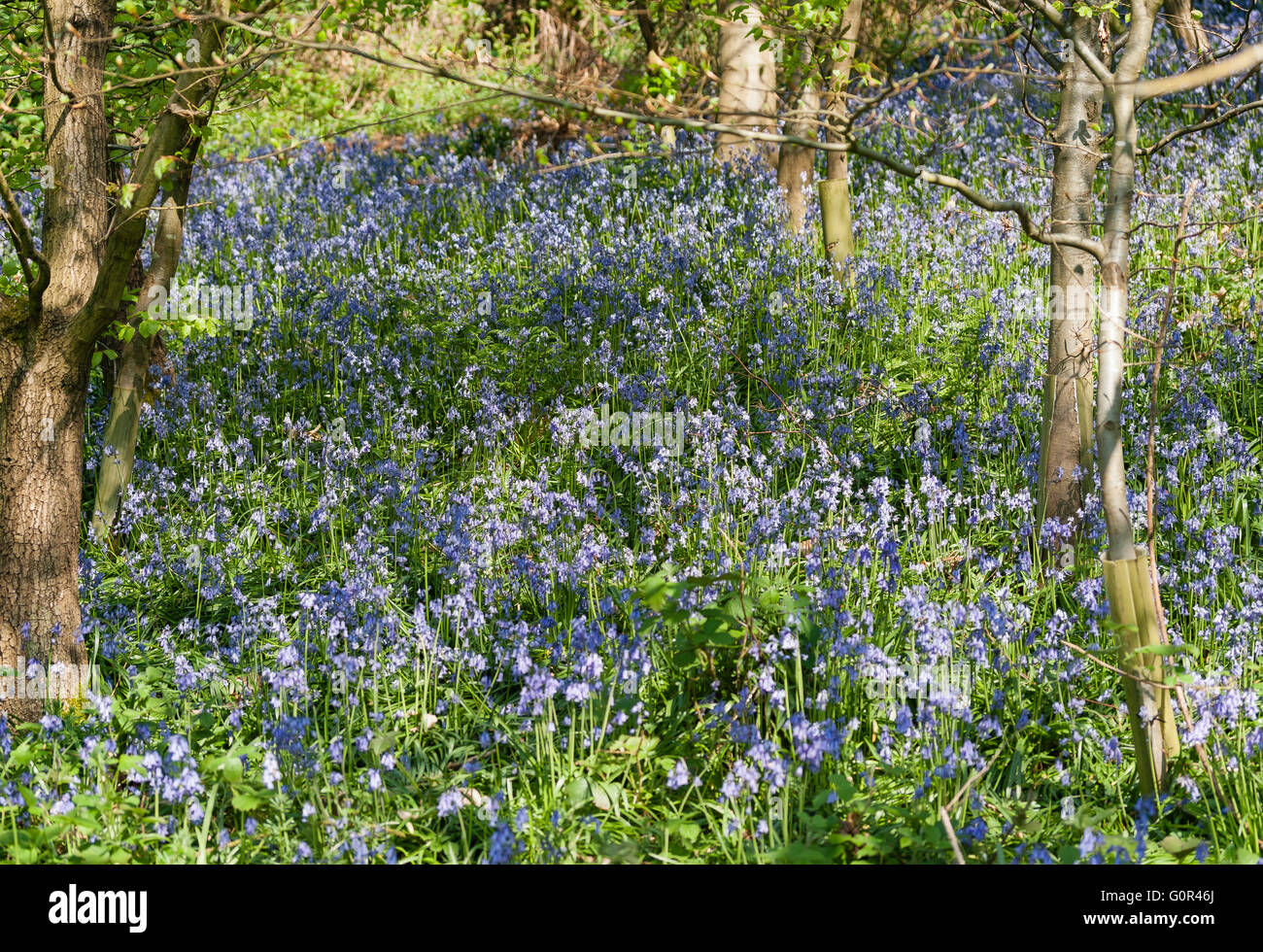 English spring wildflower hi-res stock photography and images - Alamy
