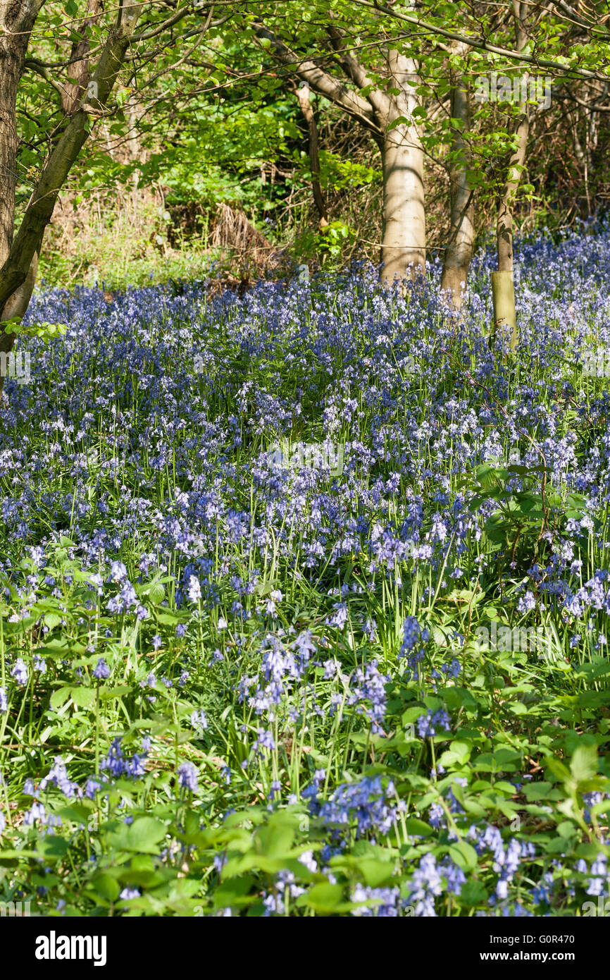 Spring bluebells in and English wood Stock Photo - Alamy