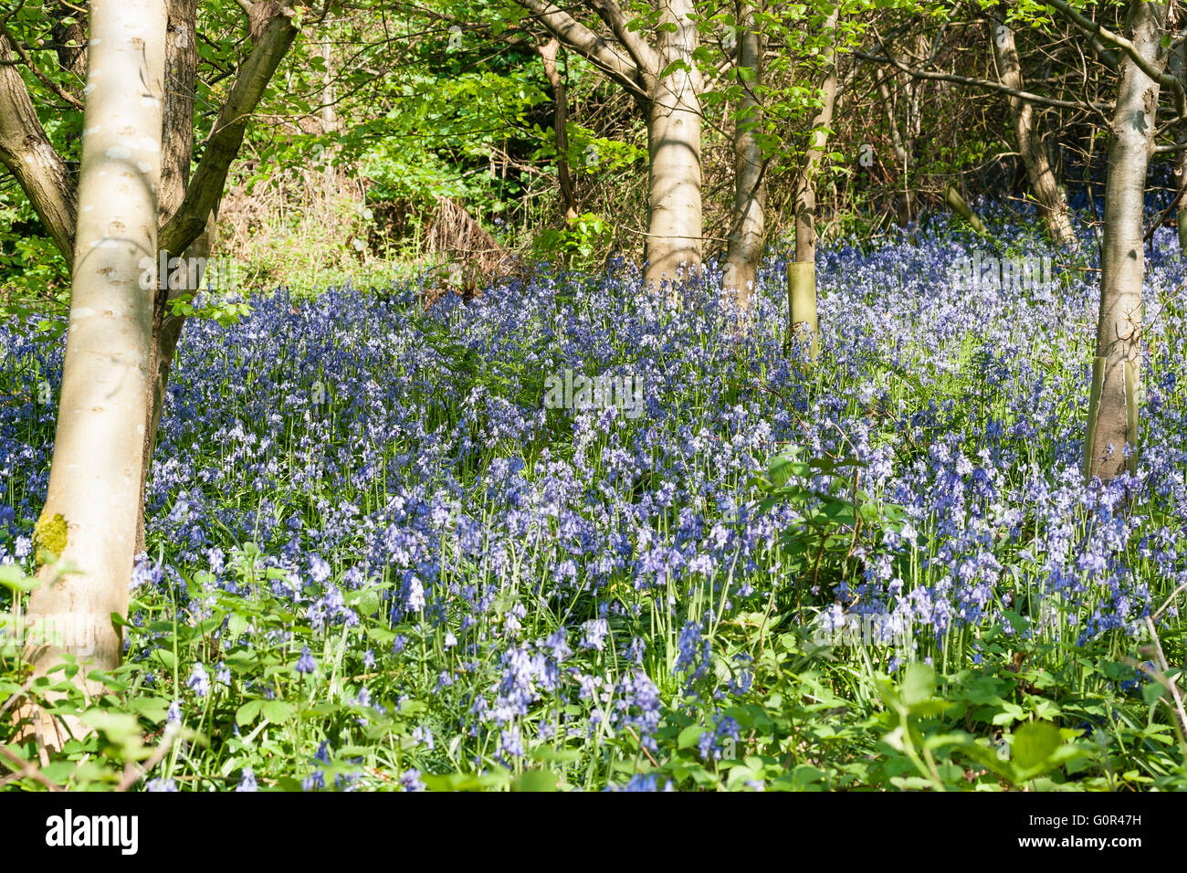 English spring wildflower hi-res stock photography and images - Alamy