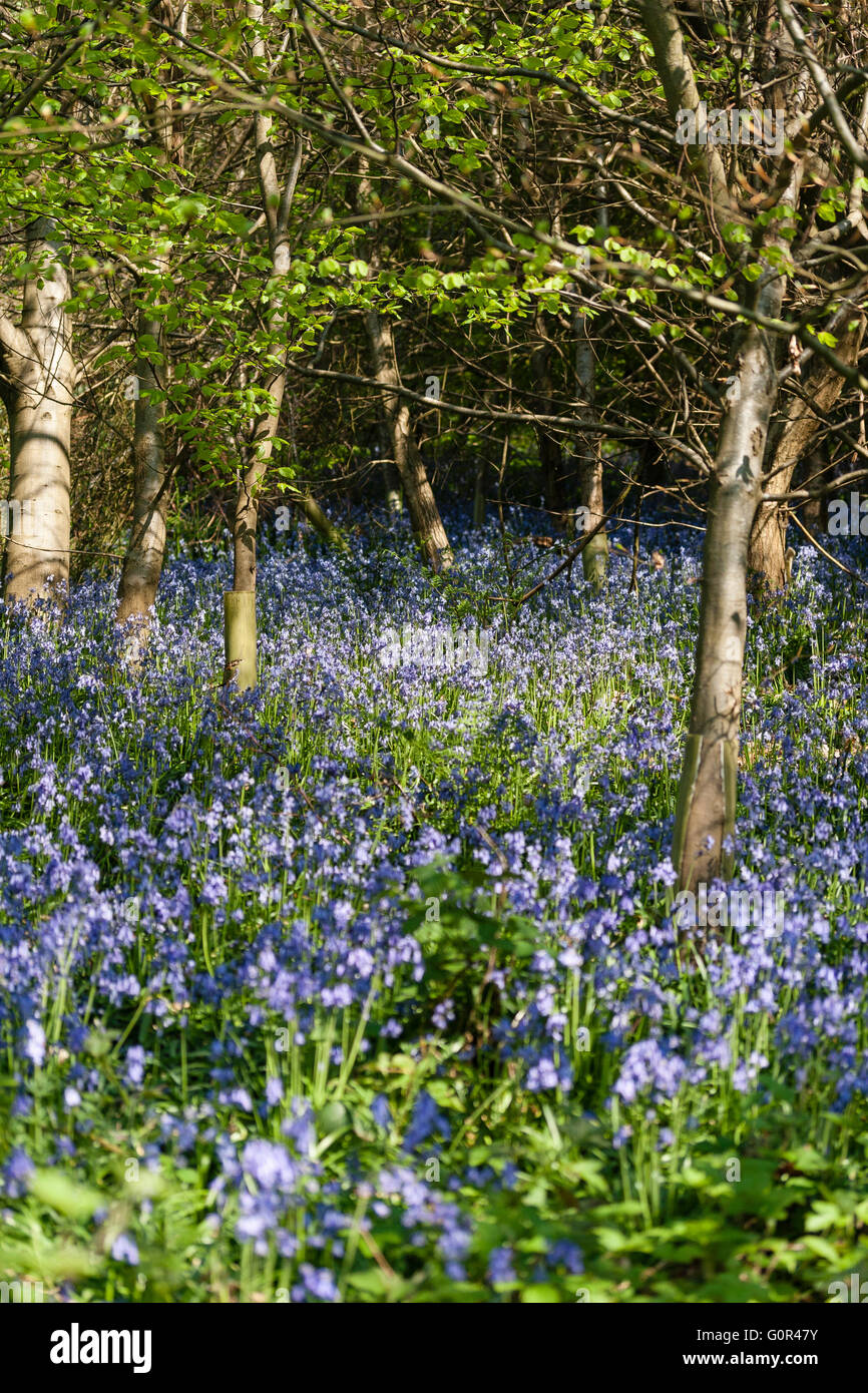 English spring wildflower hi-res stock photography and images - Alamy