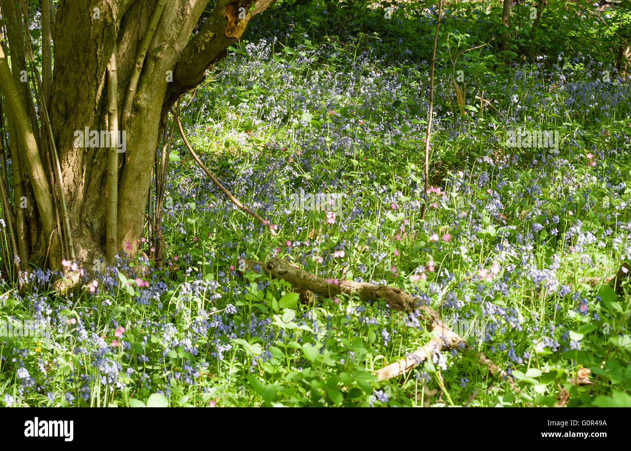 English spring wildflower hi-res stock photography and images - Alamy