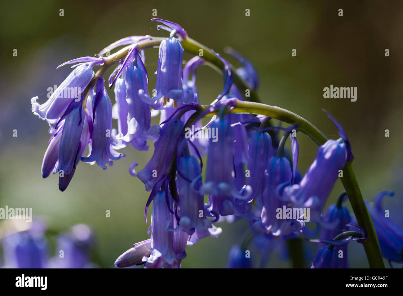 Bluebells blooms hi-res stock photography and images - Alamy