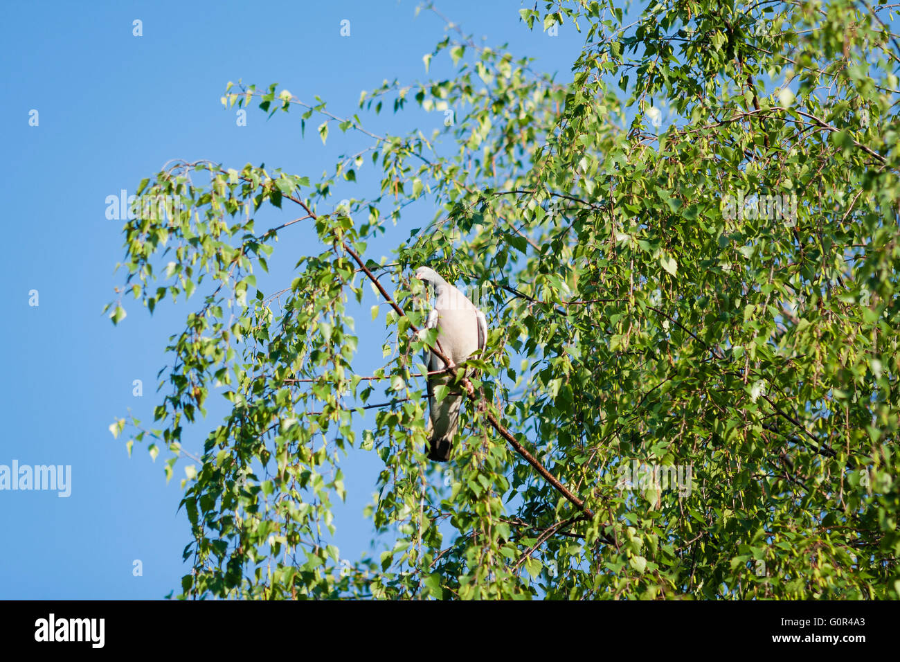 Pigeon with green leaves hi-res stock photography and images - Alamy