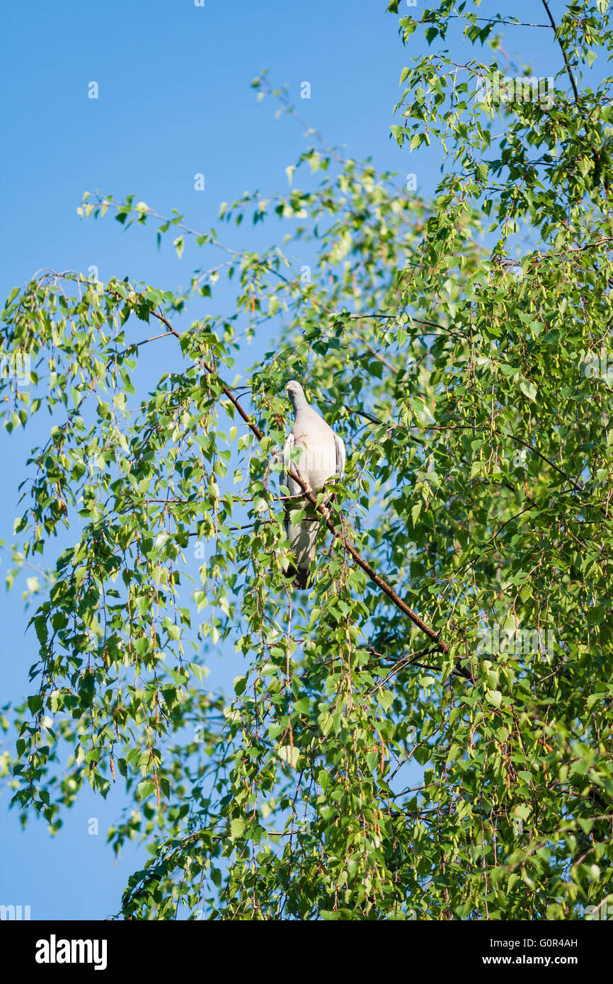 Pigeon with green leaves hi-res stock photography and images - Alamy