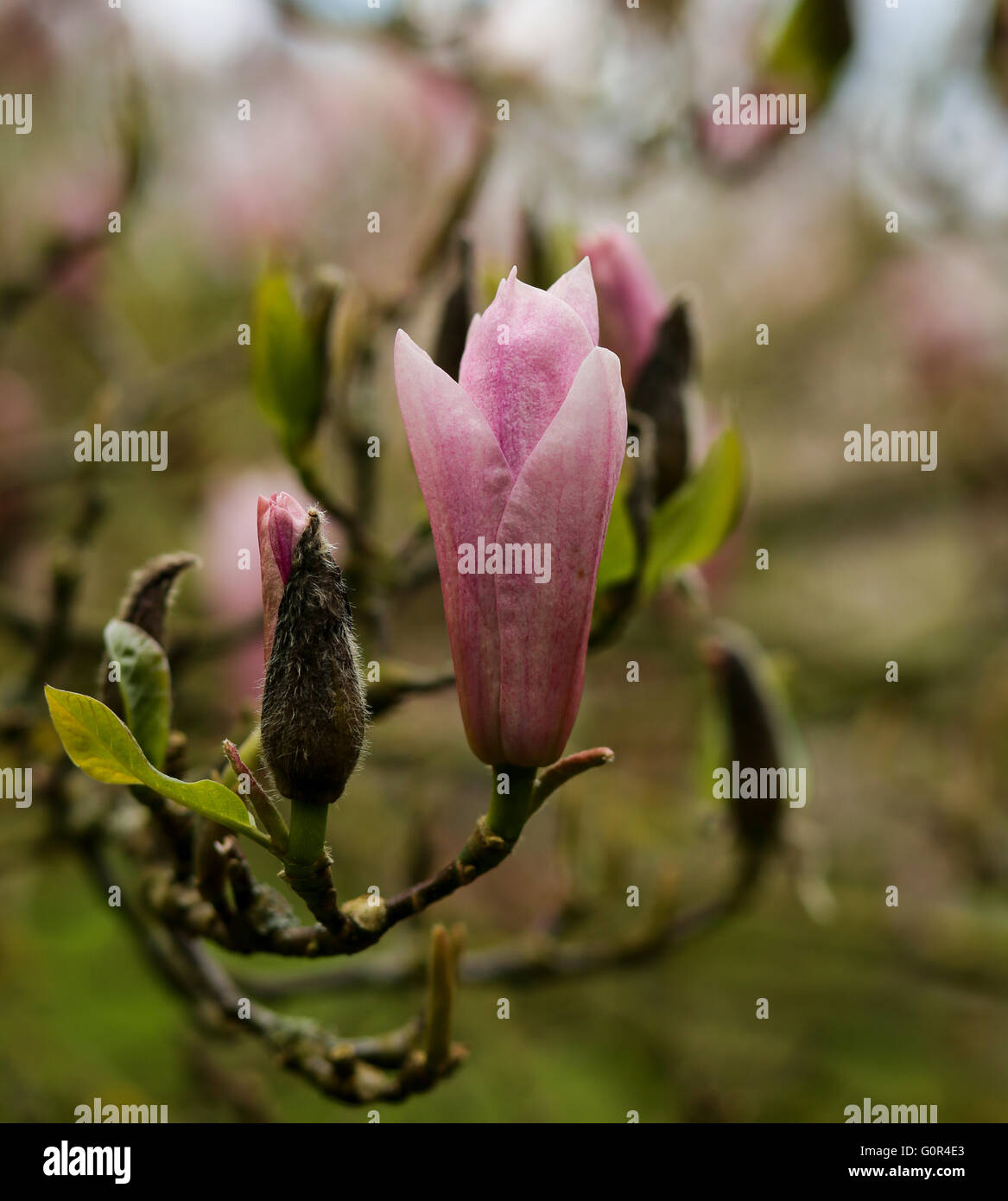 Magnolia flower buds hi-res stock photography and images - Alamy