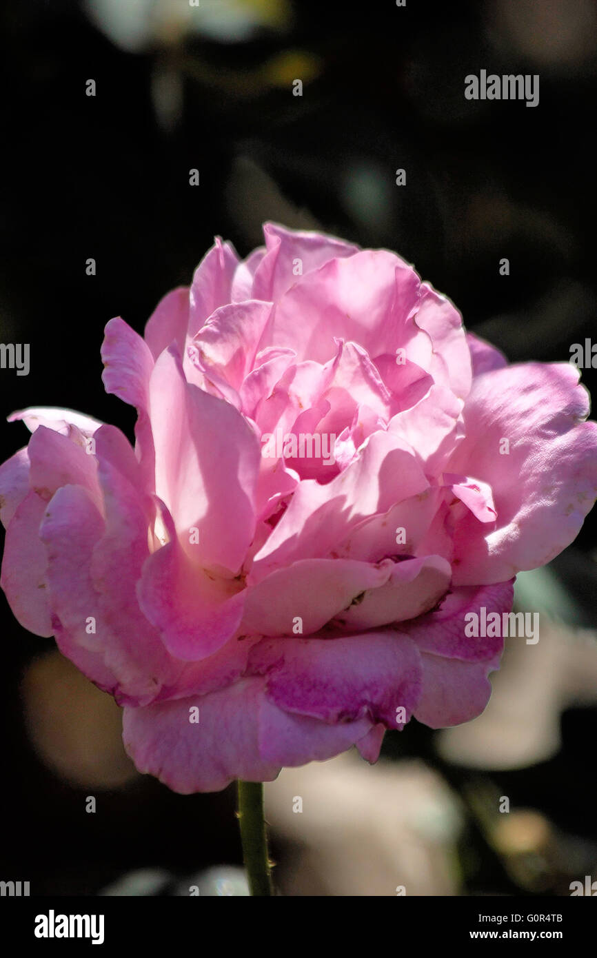 Pink rose in sunlight Stock Photo - Alamy