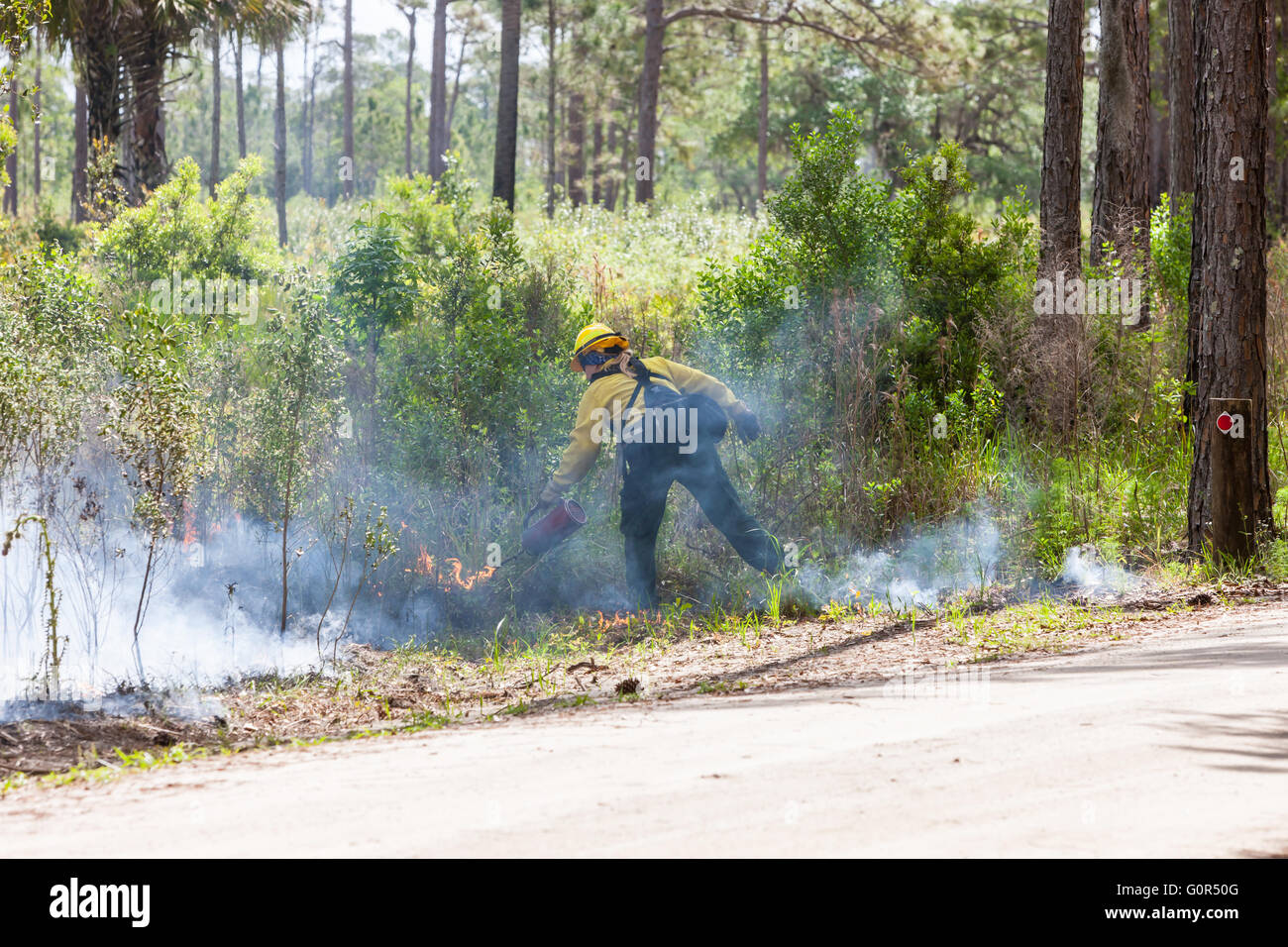 A Florida Park Service staff member uses a drip torch to execute a ...