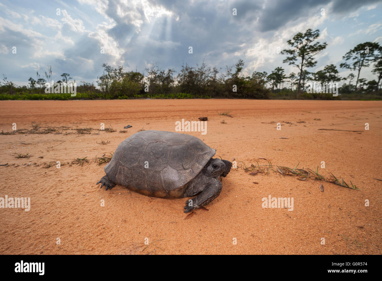 A Gopher Tortoise (Gopherus polyphemus) crosses a dirt road in ...