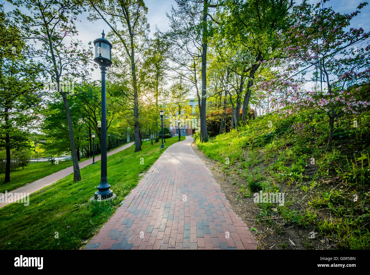 Trees and lightpost along a walkway at Johns Hopkins University, in ...