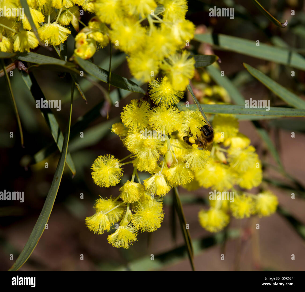 Honey bee gathering pollen from beautiful fluffy fragrant West ...