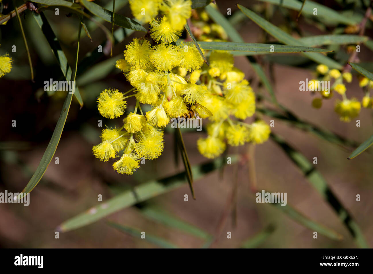 Honey bee gathering pollen from beautiful fluffy fragrant West ...