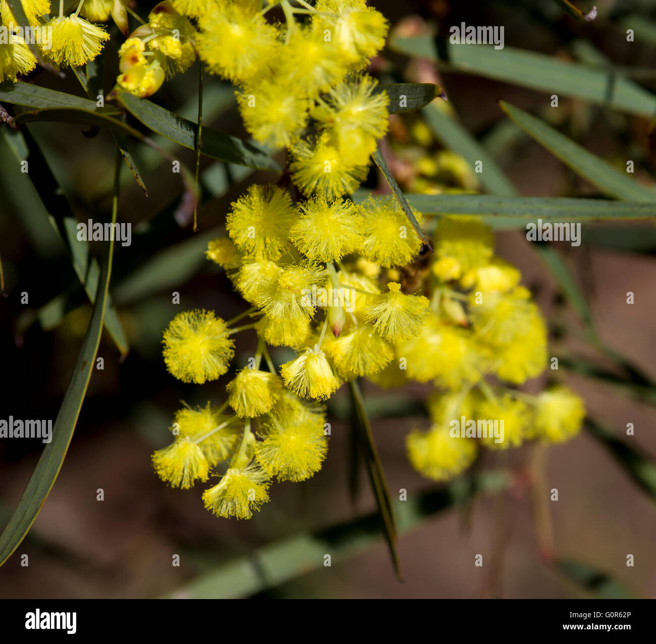 Honey bee gathering pollen from beautiful fluffy fragrant West ...