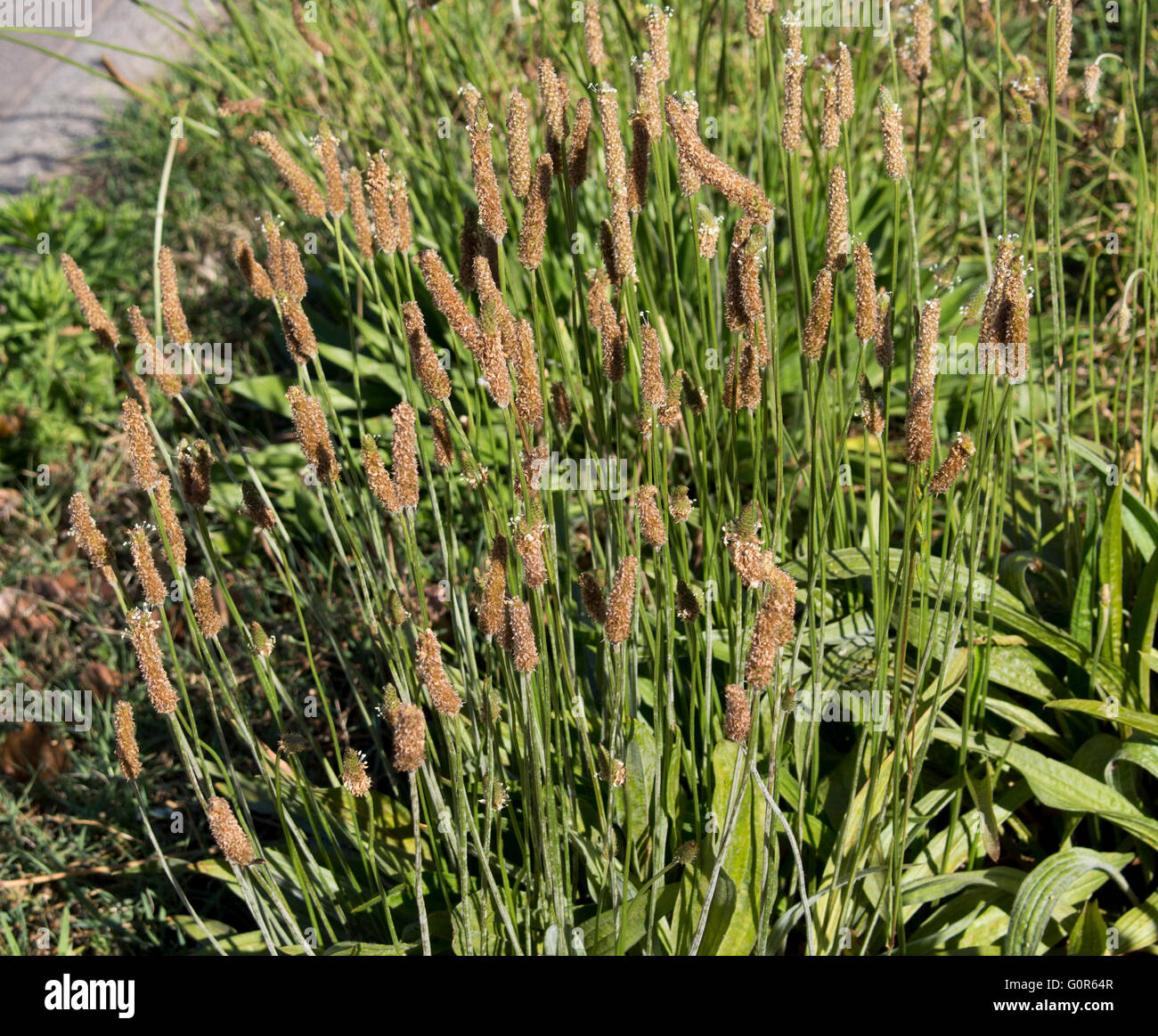 Plantago species hi-res stock photography and images - Alamy