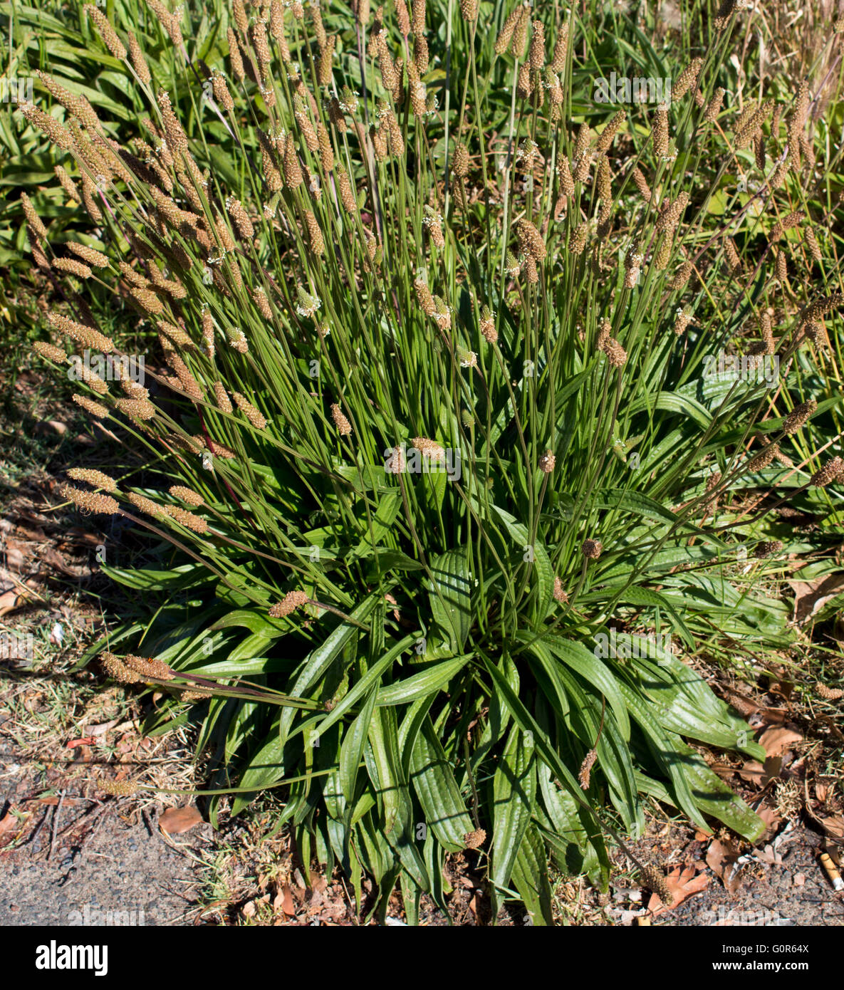 Herb Plantago lanceolata a species of genus Plantago known as English ...