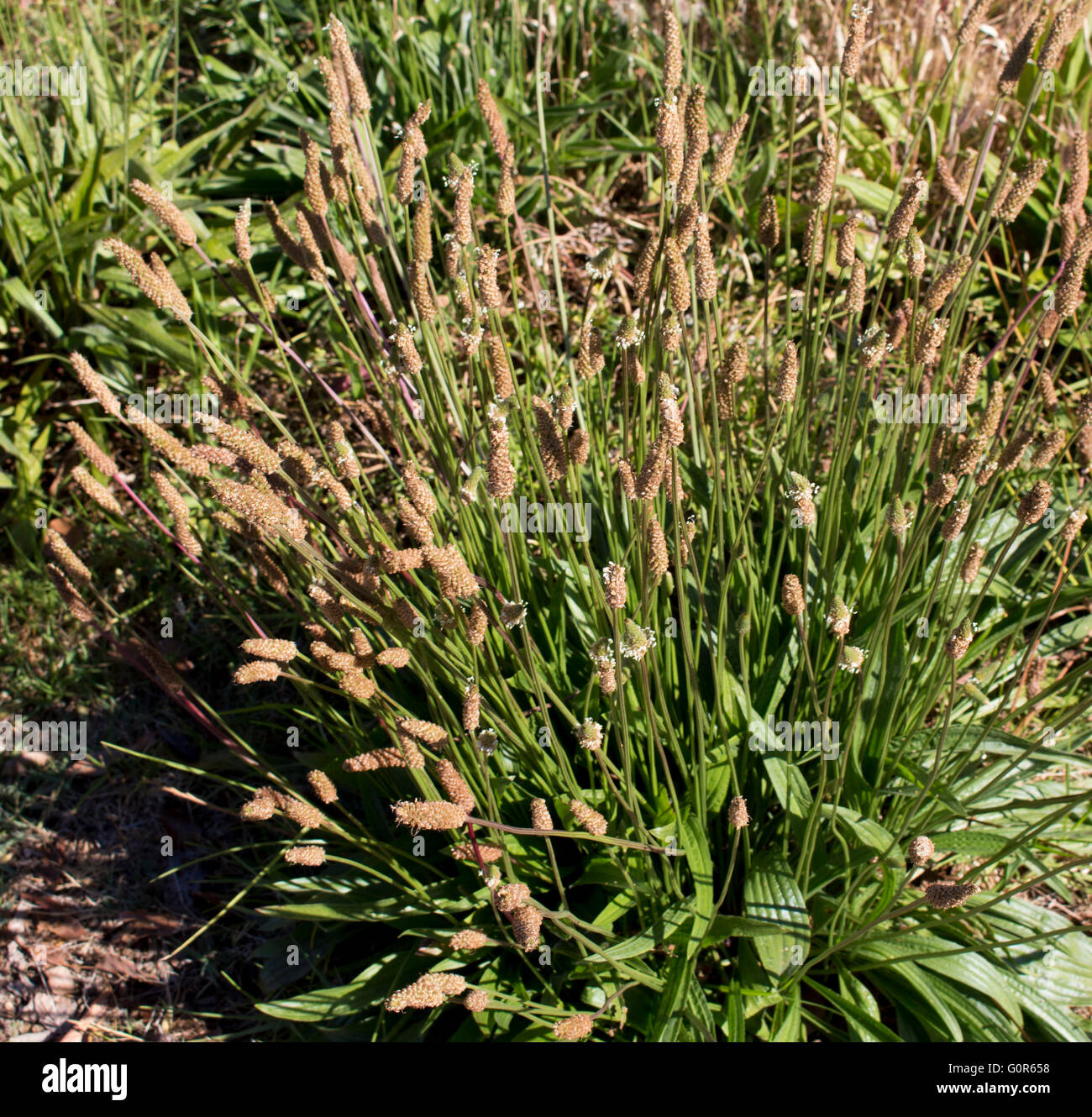 Herb Plantago lanceolata a species of genus Plantago known as English ...