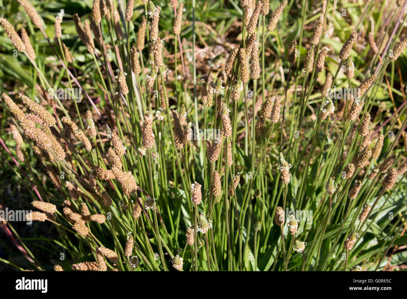 Herb Plantago lanceolata a species of genus Plantago known as English ...
