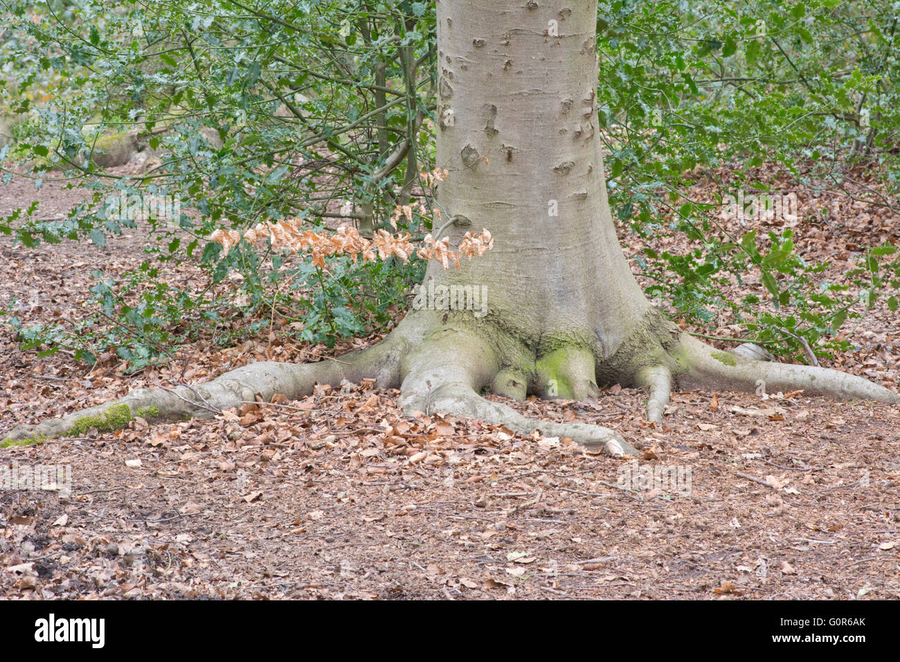 Beech tree, trunk and roots Stock Photo - Alamy