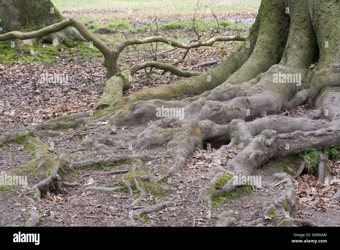 Beech tree, trunk, roots and branch Stock Photo - Alamy