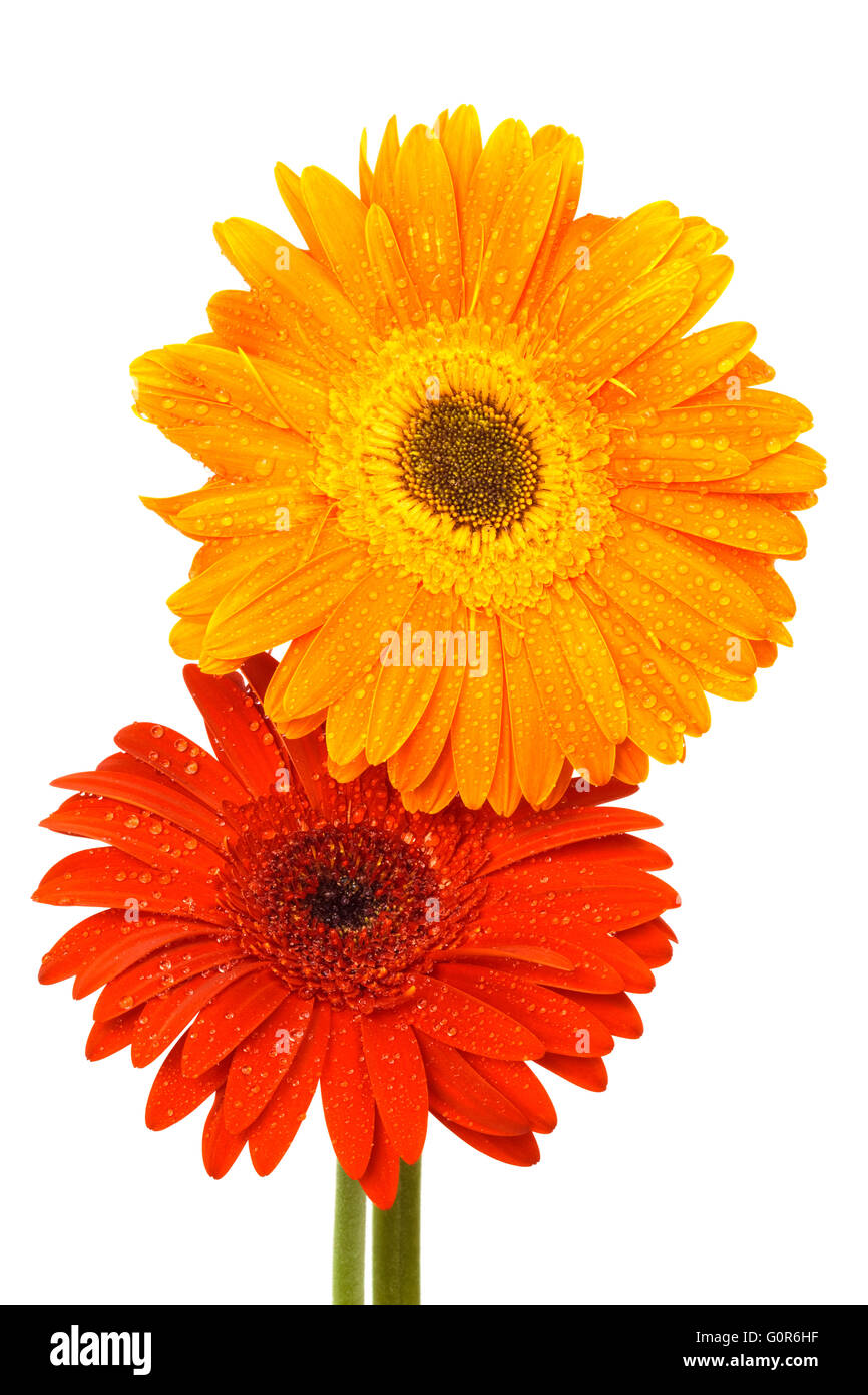 Beautiful two gerbera on a white background Stock Photo - Alamy