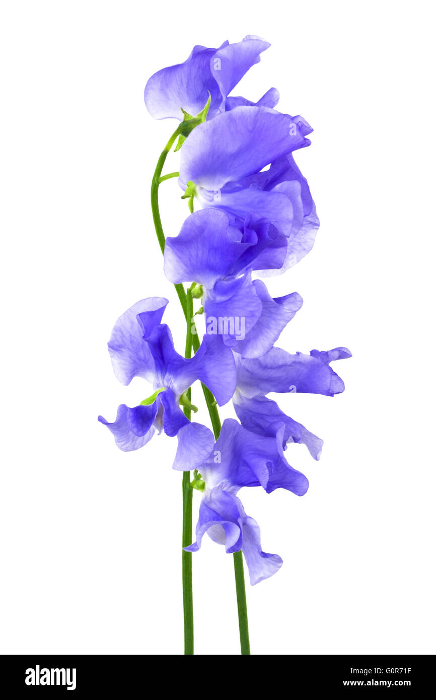 Beautiful blue flower on a white background Stock Photo - Alamy