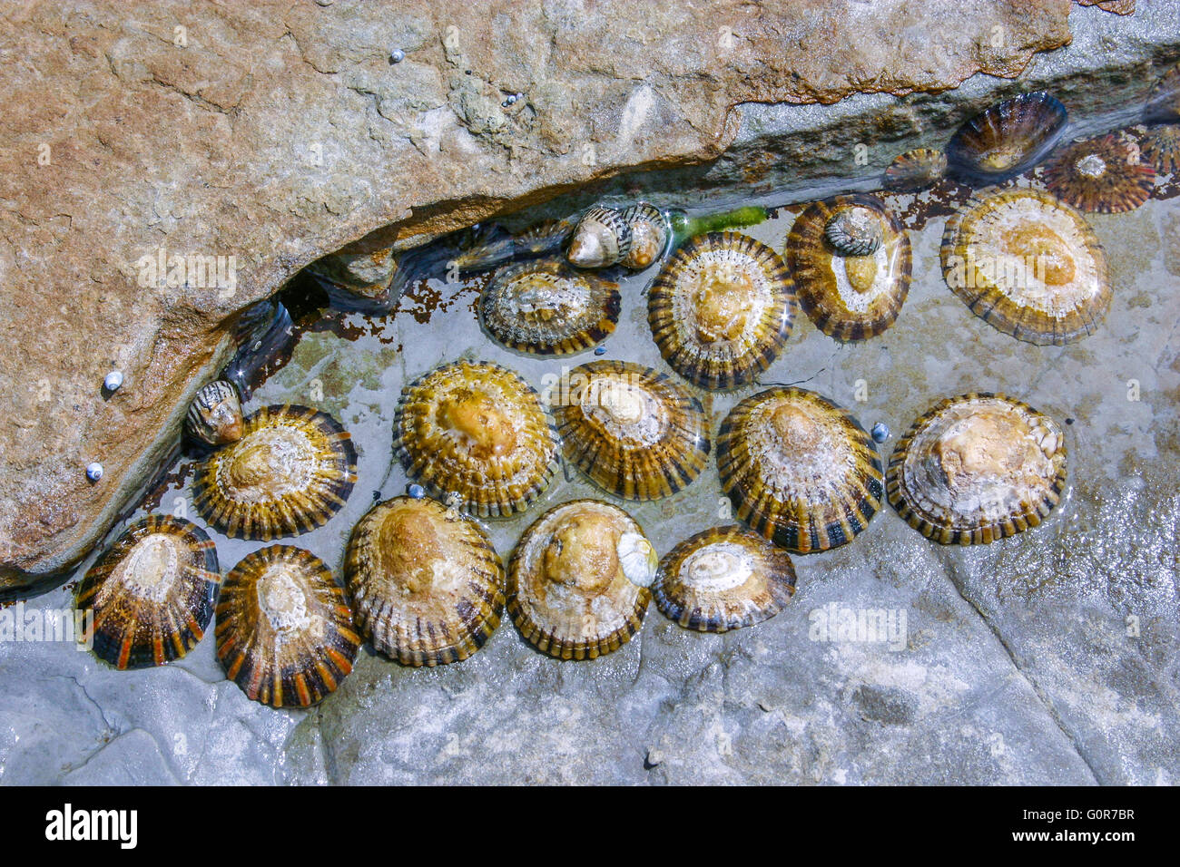 Gastropods molluscs hi-res stock photography and images - Alamy