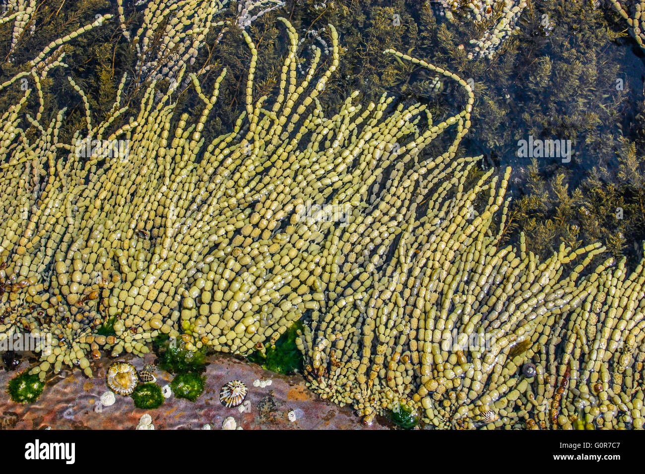 seaweed in an intertidal rock pool at Bouddi Point, Neptunes's Necklace ...
