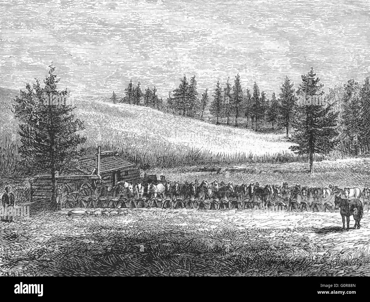 USA: Pack Train ready for loading, antique print c1880 Stock Photo - Alamy