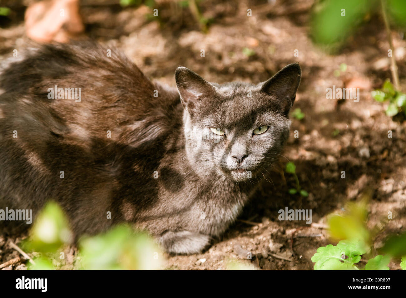 Cat Shadow Domestic High Resolution Stock Photography and Images - Alamy