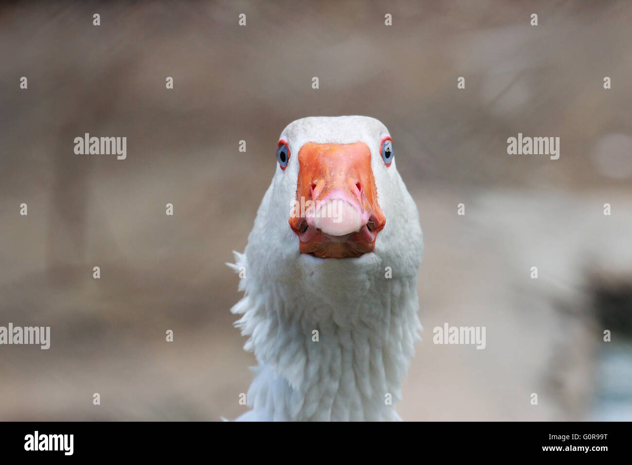 White goose head portrait close up Stock Photo - Alamy