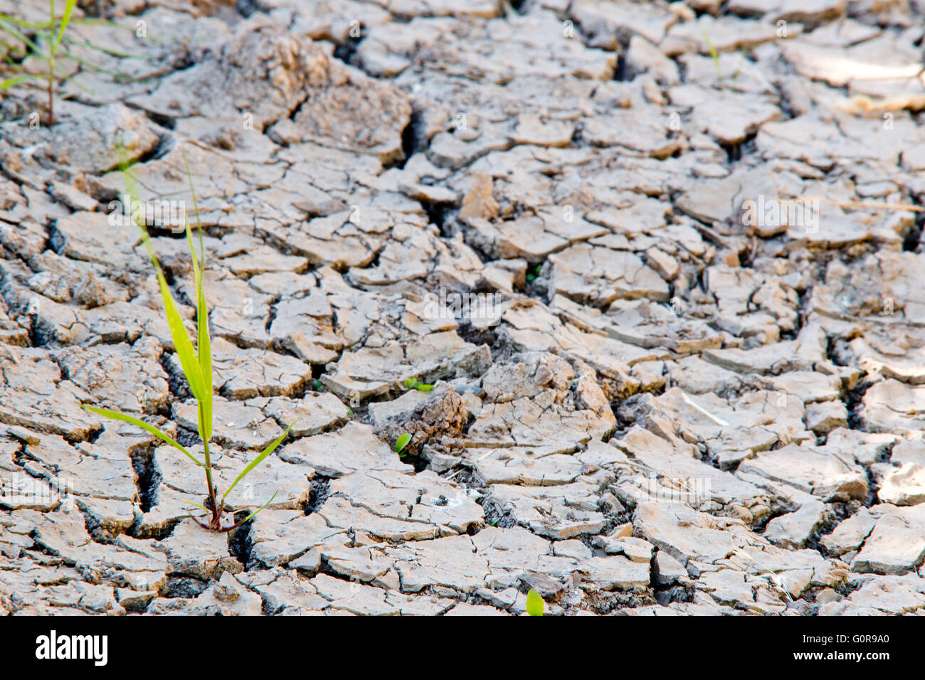 detail of dry soil with a small plant Stock Photo - Alamy