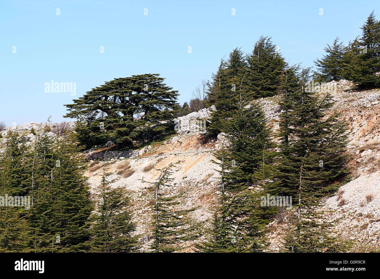 Lebanon Landscape with Cedars Stock Photo - Alamy