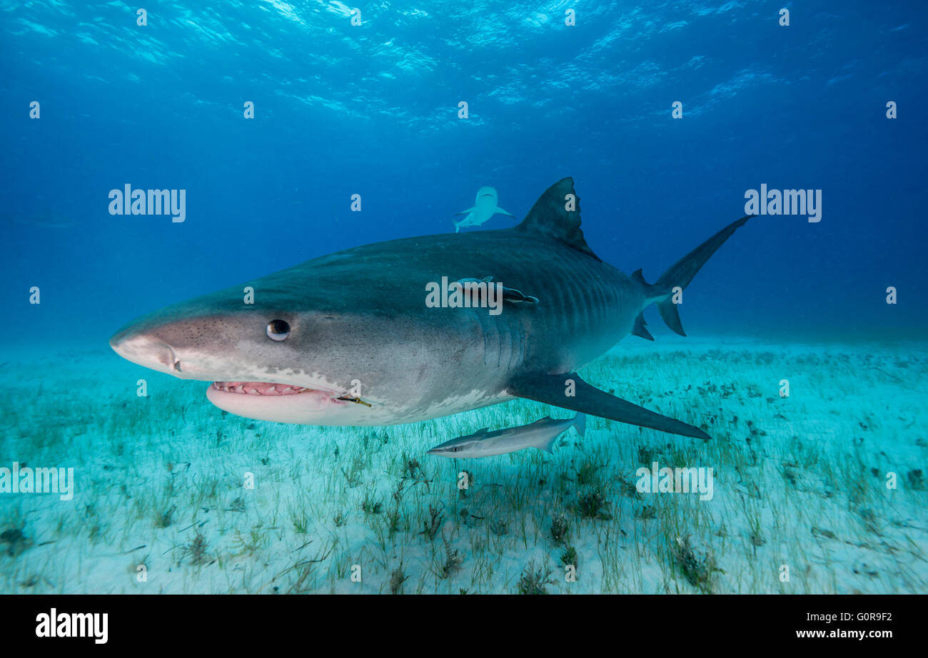 Tiger shark swimming in the Bahamas Stock Photo - Alamy