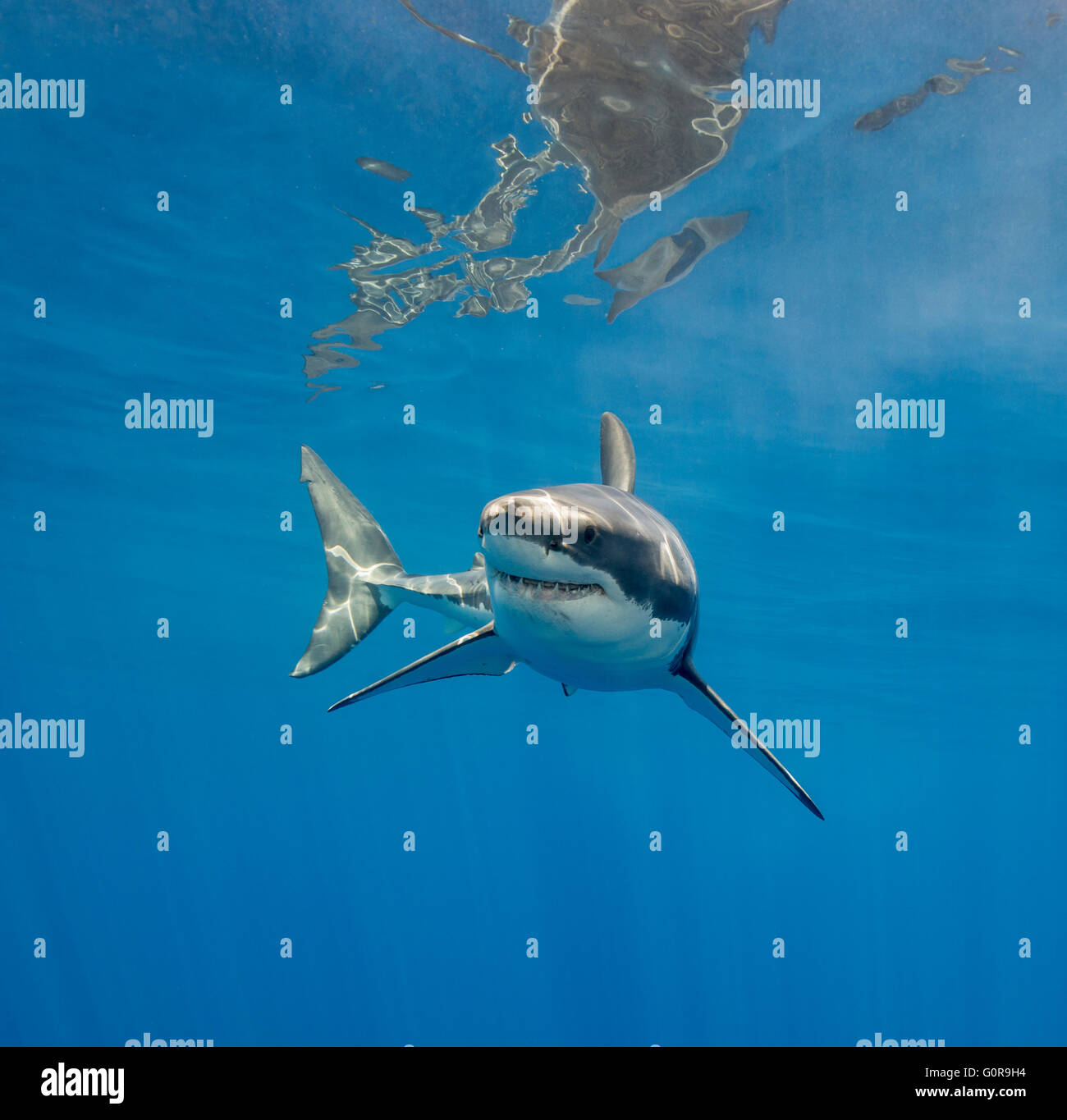 Great white shark underwater at Guadalupe Island, Mexico Stock Photo ...
