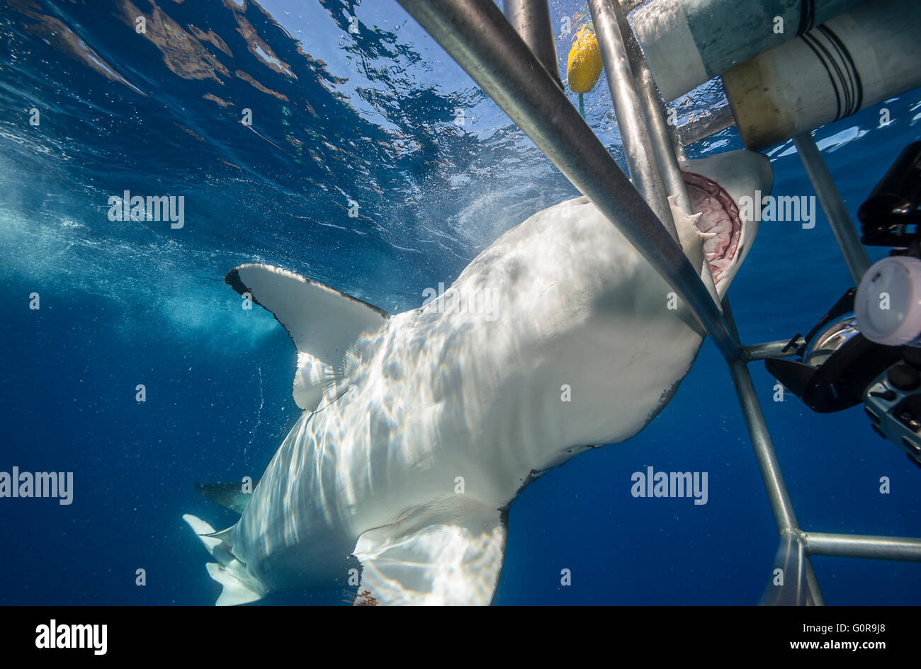 Great white shark underwater at Guadalupe Island, Mexico Stock Photo ...